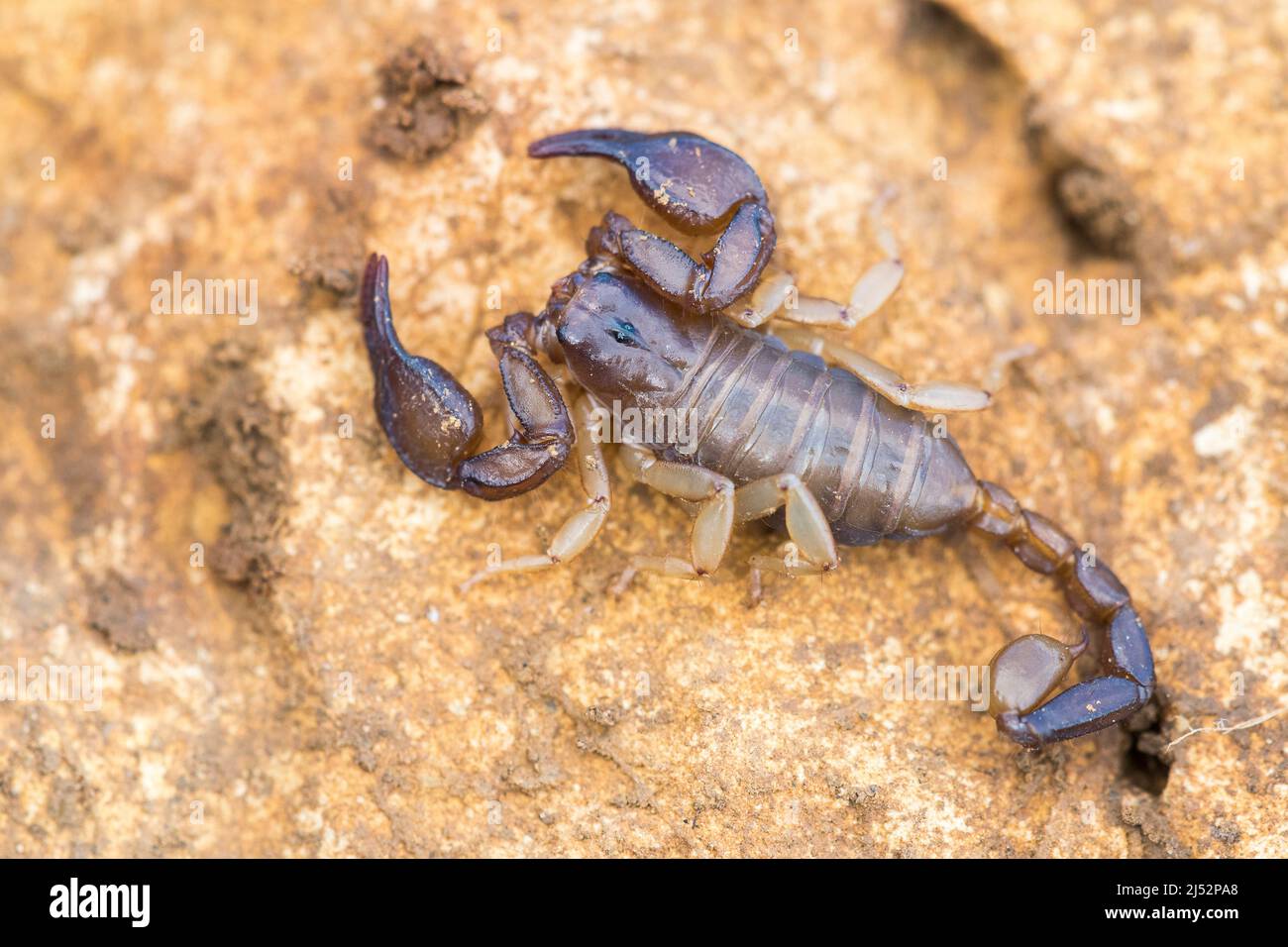 Hadzii hi-res stock photography and images - Alamy