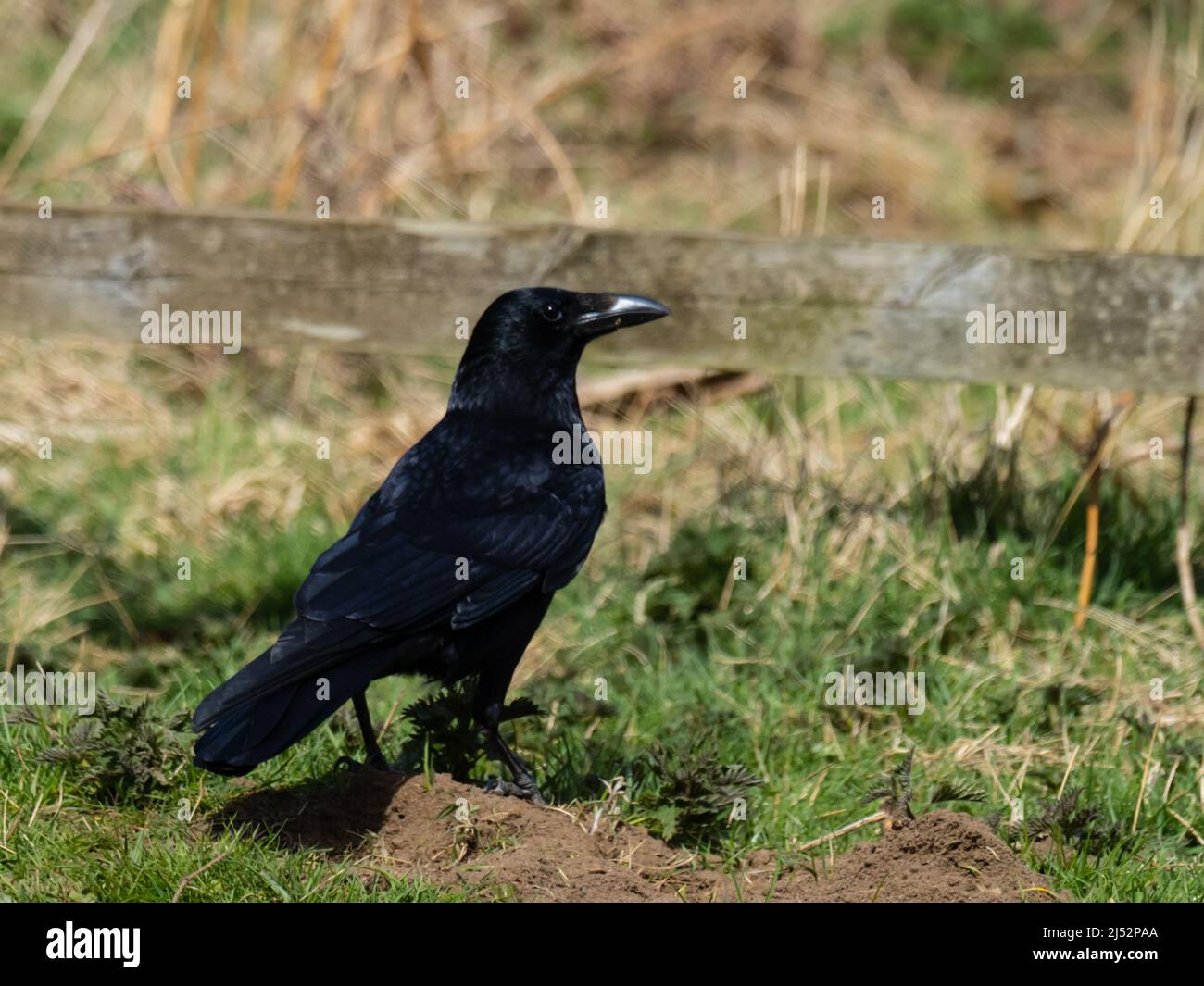 Carrion crow uk hi-res stock photography and images - Alamy