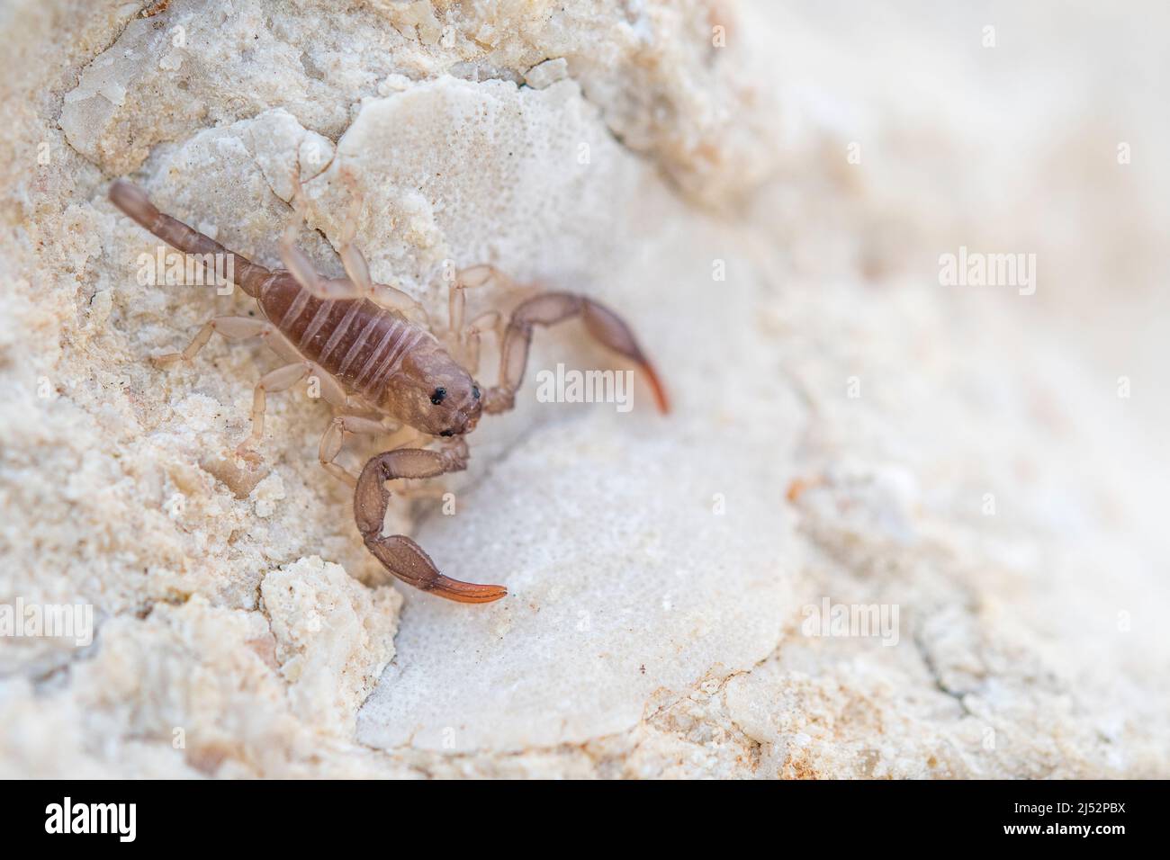 Hadzii hi-res stock photography and images - Alamy