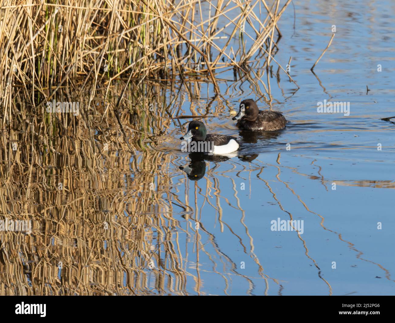 Diving ducks hi-res stock photography and images - Alamy
