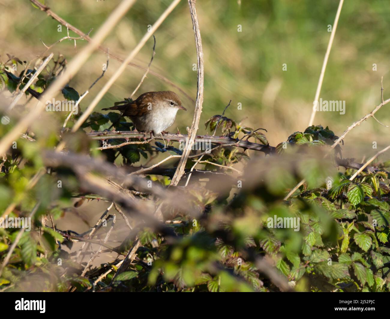 A Cetti's warbler, Cettia cetti, making a rare appearance from cover ...