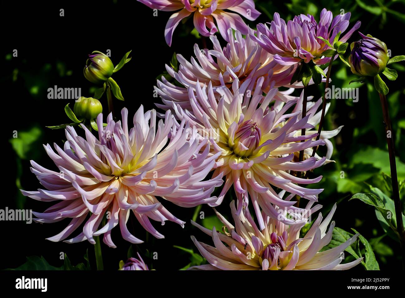 Purple flower of the dahlia named Mozart, Asteraceae, in late summer ...
