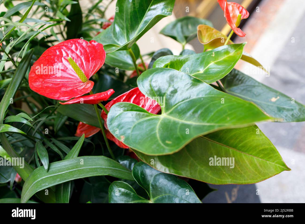 Anthurium scherzerianum, the flamingo flower or pigtail plant, is a ...