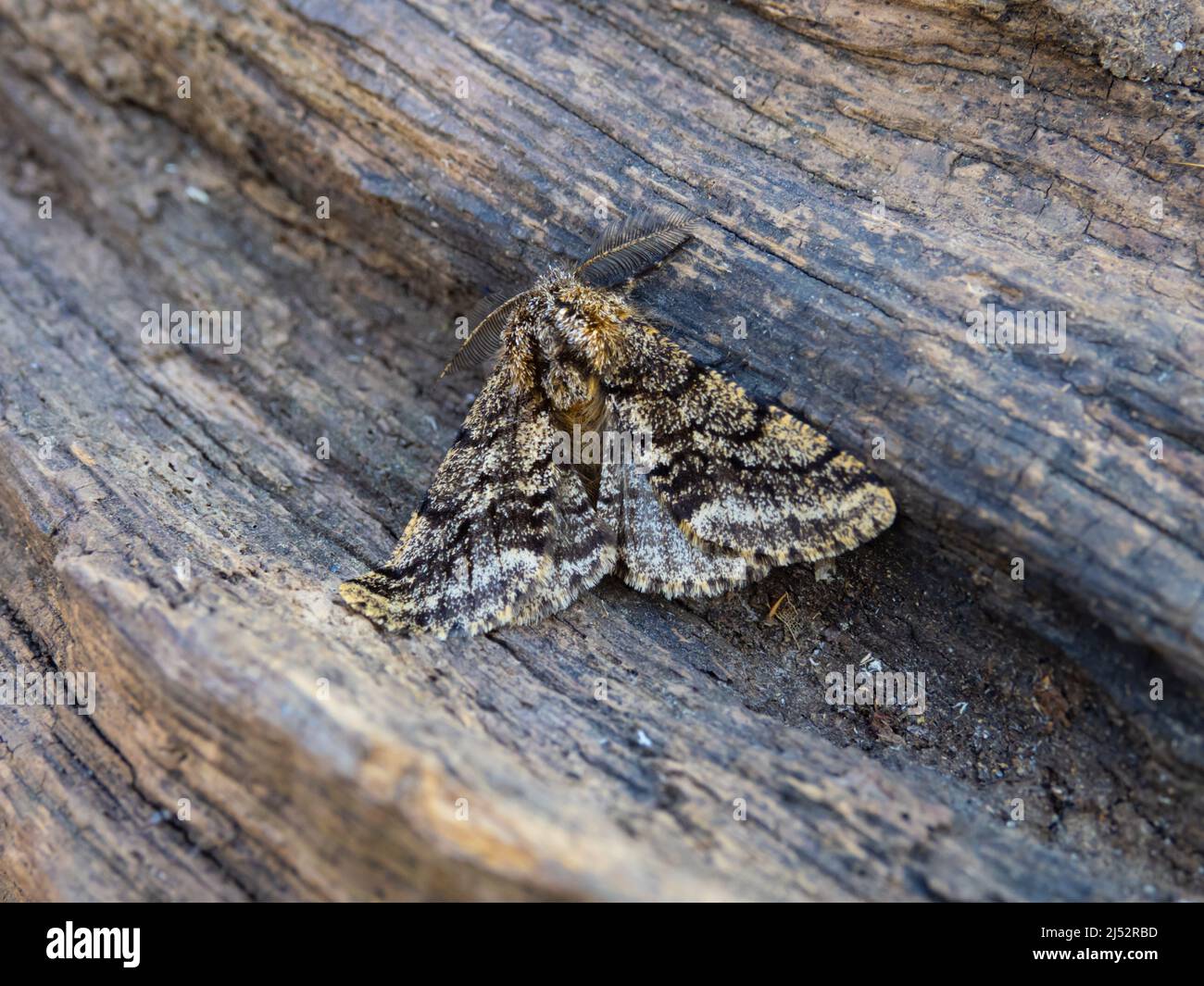 A Brindled Beauty moth, Lycia hirtaria, resting on a log Stock Photo ...