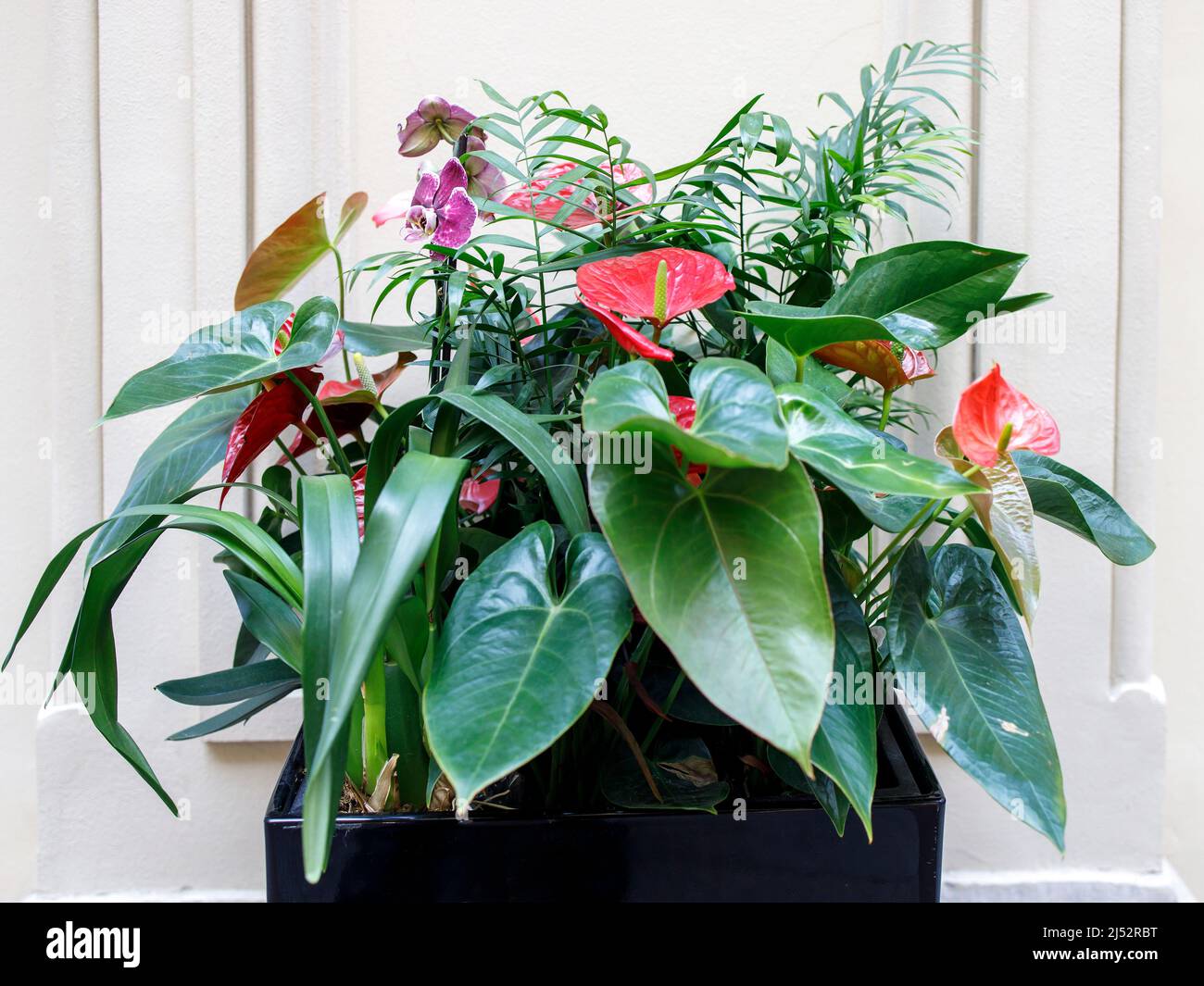 Anthurium scherzerianum, the flamingo flower or pigtail plant, is a ...