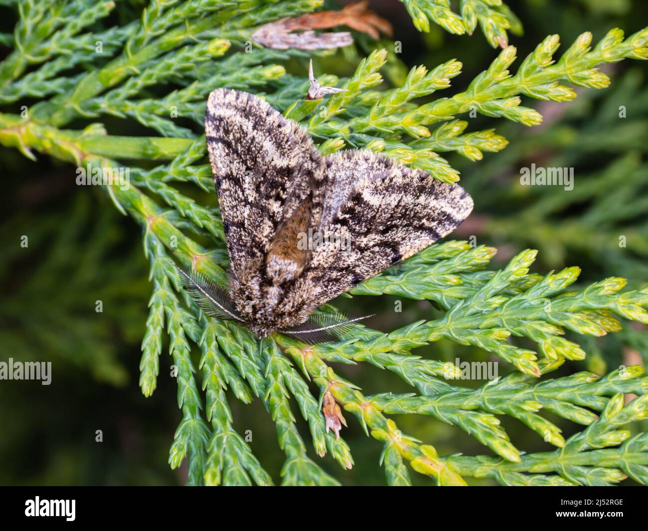 A Brindled Beauty moth, Lycia hirtaria, resting on a Leylandii bush ...