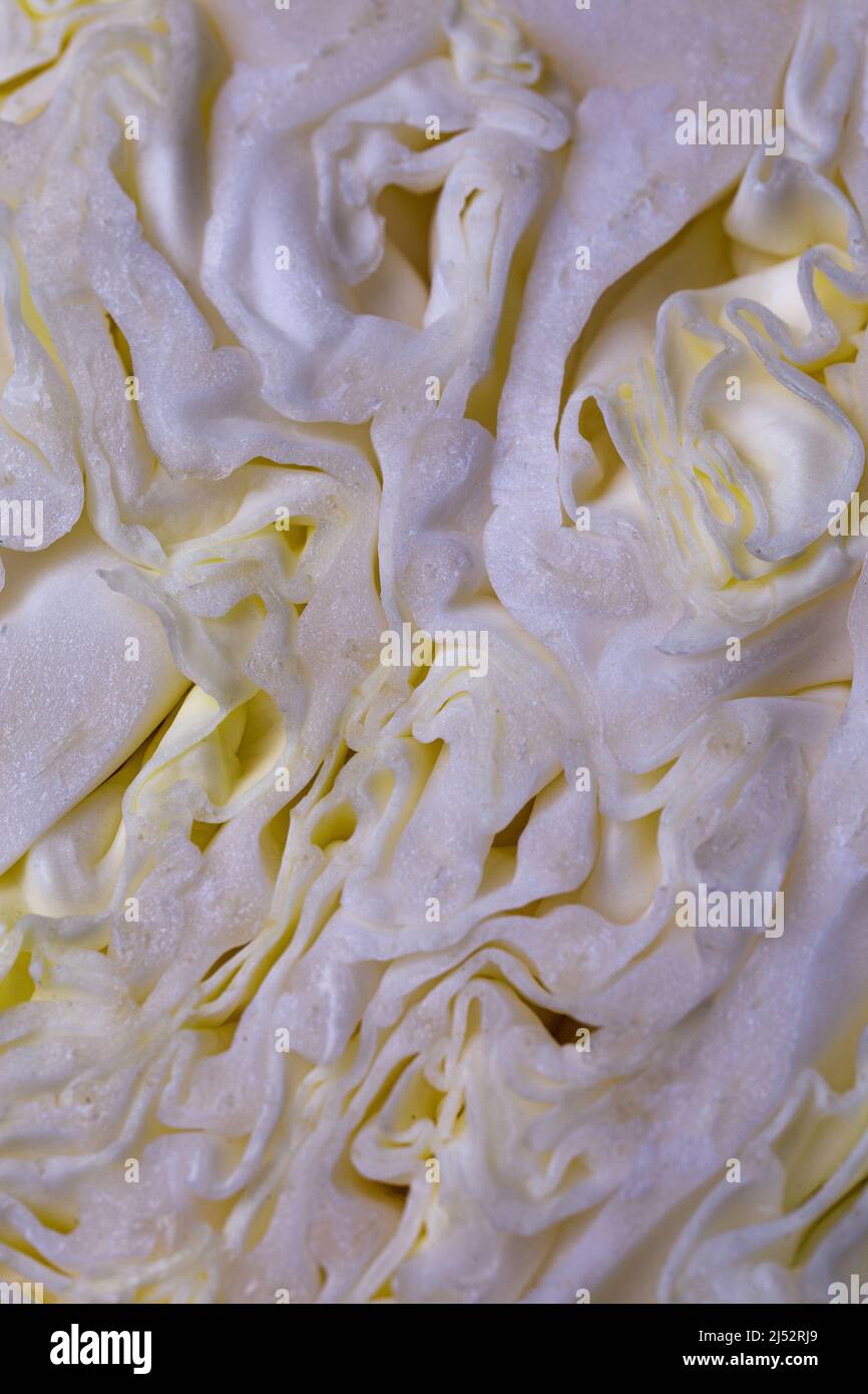 Cabbage white early hi-res stock photography and images - Alamy