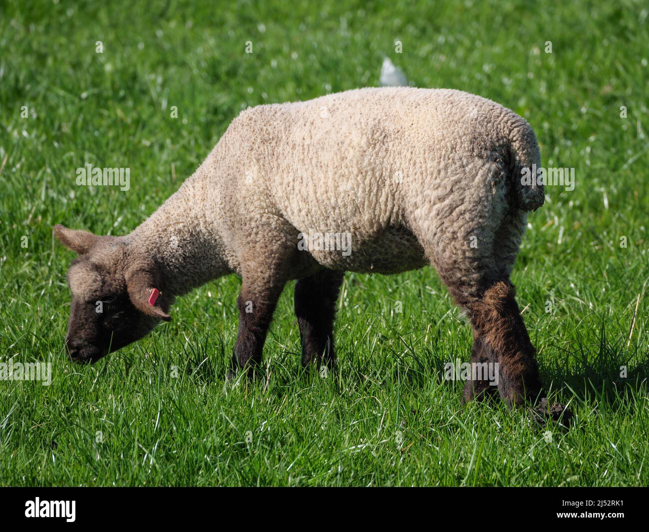 Sheep grasing hi-res stock photography and images - Alamy