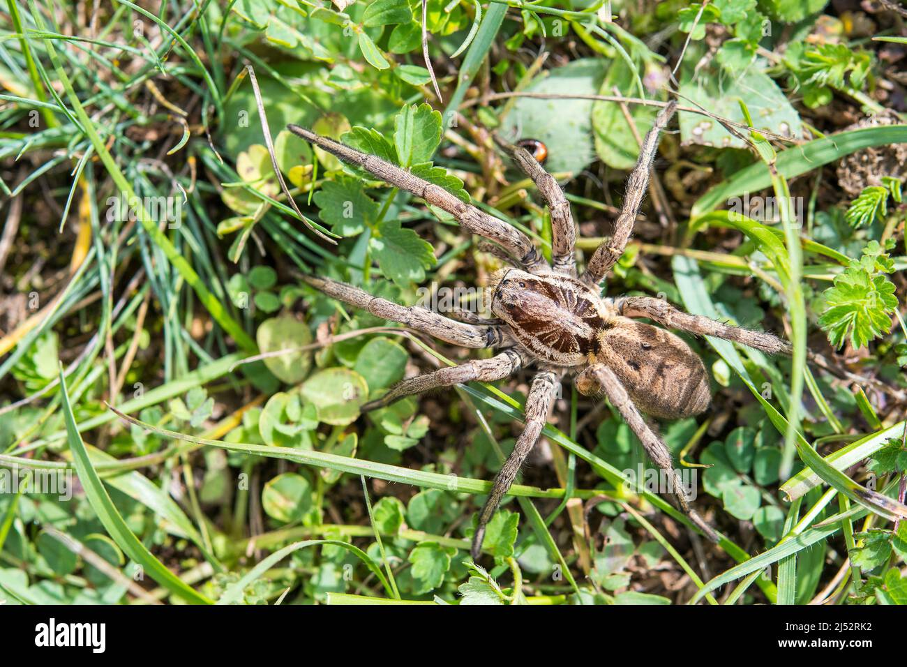 European Wolf Spider, False Tarantula or Radiated Wolf Spider (Hogna ...