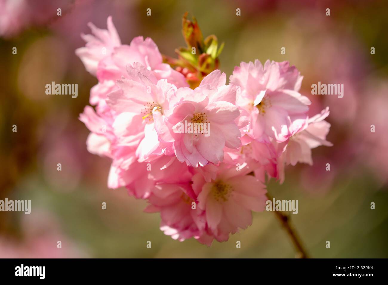 Pink Cherry Blossom Stock Photo - Alamy