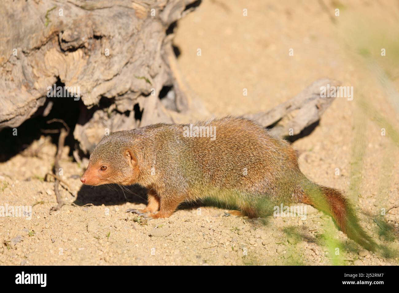Mongoose animal zoo cute hi-res stock photography and images - Alamy