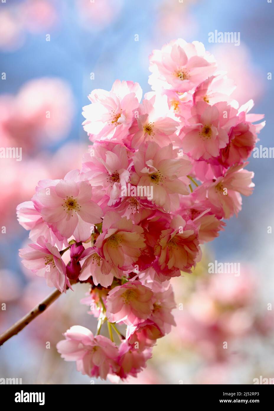 Pink Cherry Blossom Stock Photo - Alamy