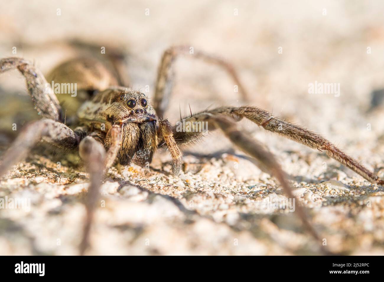 European Wolf Spider, False Tarantula or Radiated Wolf Spider (Hogna ...