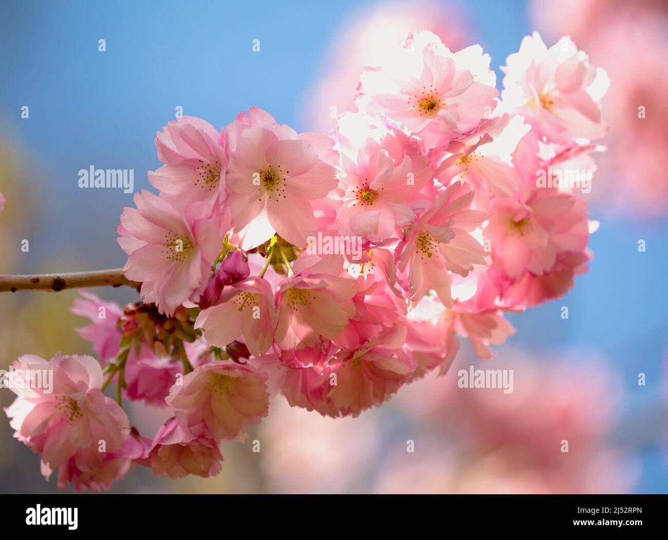 Pink Cherry blossom Stock Photo - Alamy