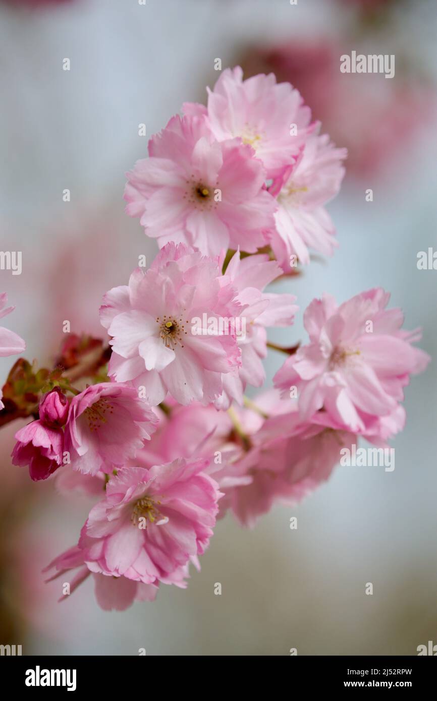 Pink Cherry blossom Stock Photo - Alamy