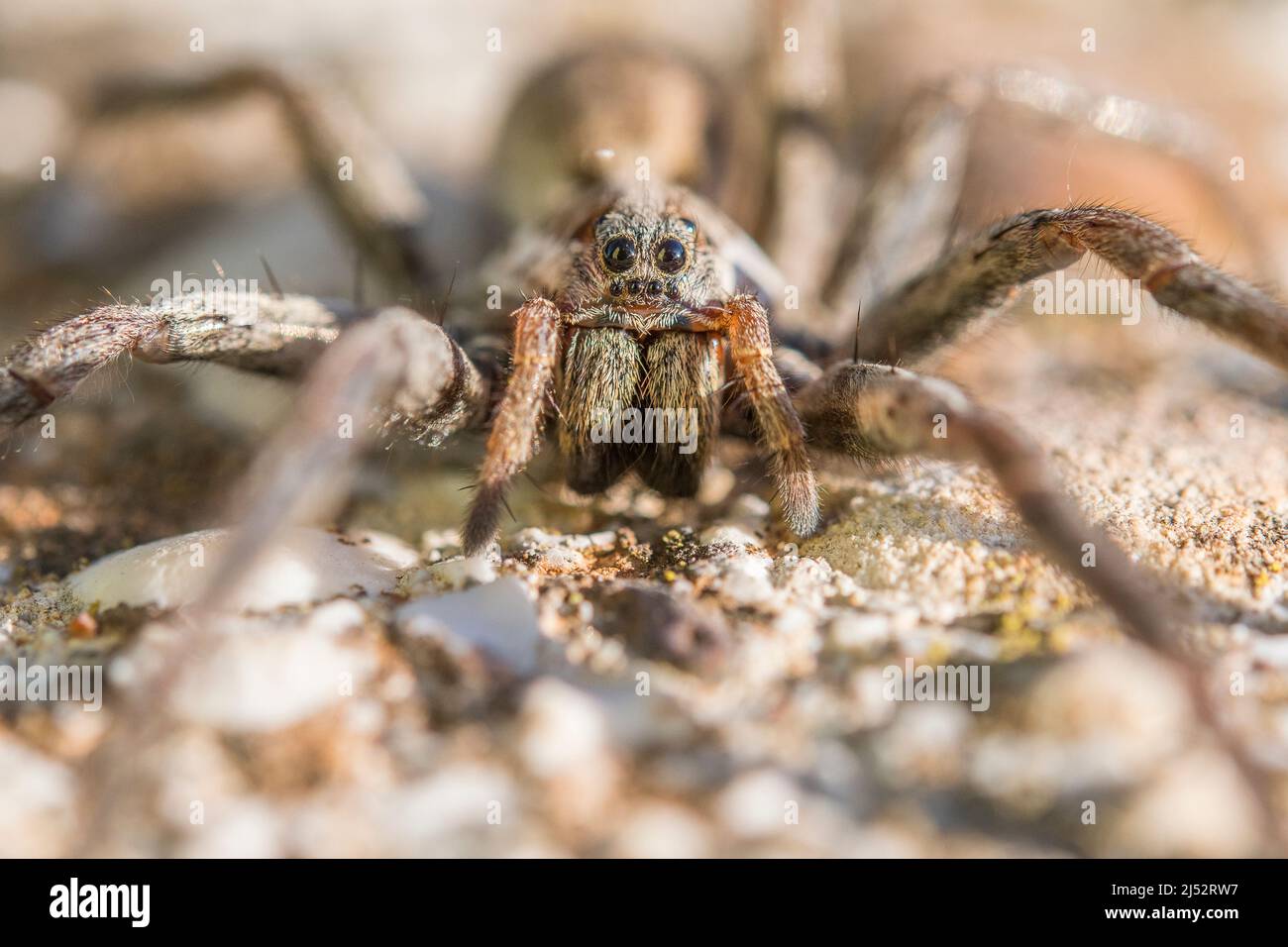 European Wolf Spider, False Tarantula or Radiated Wolf Spider (Hogna ...