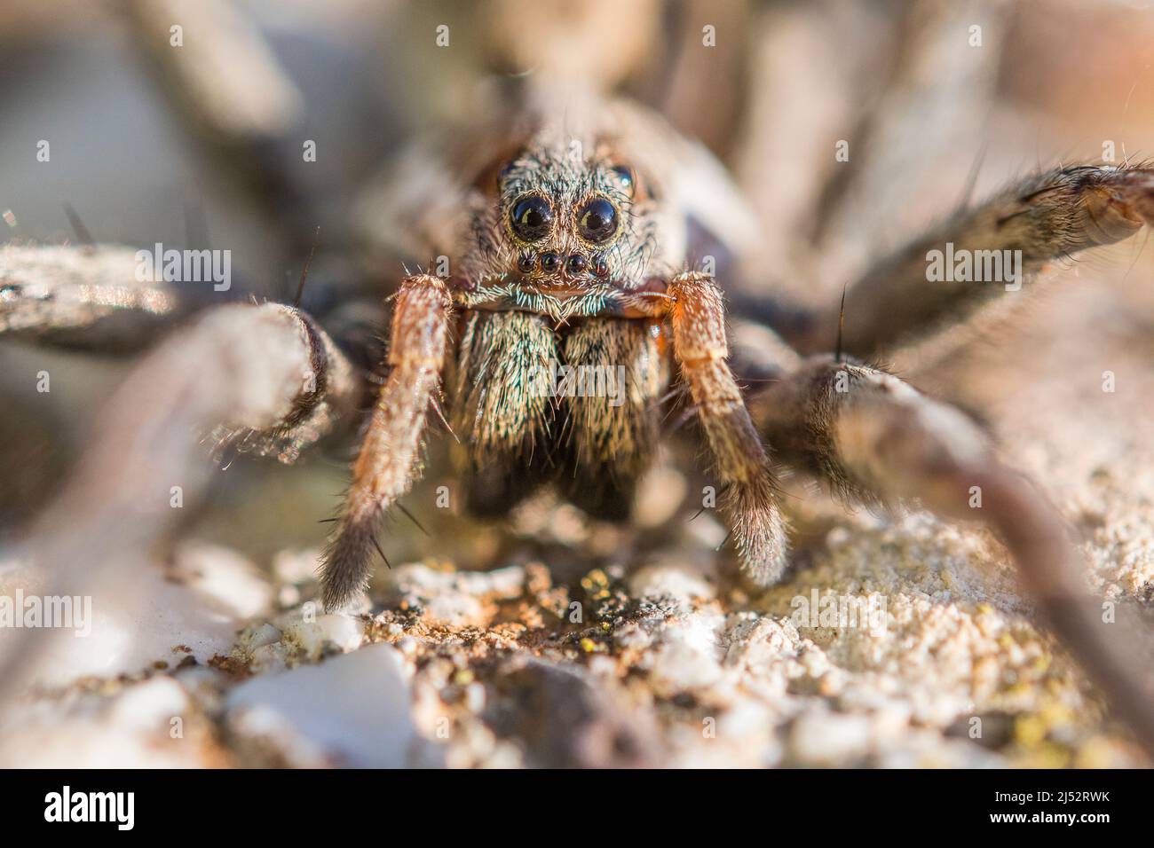 European Wolf Spider, False Tarantula or Radiated Wolf Spider (Hogna ...
