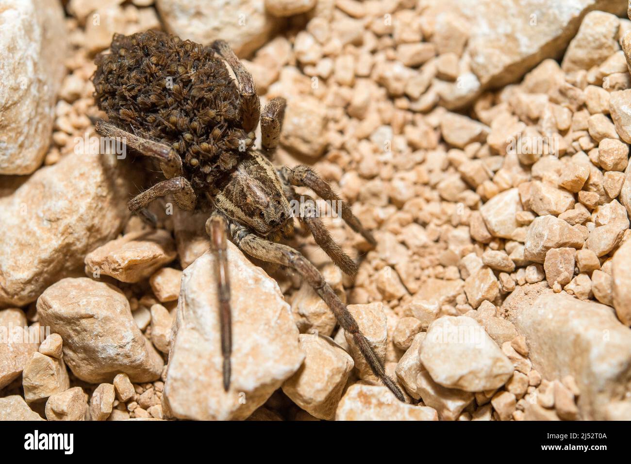 European Wolf Spider, False Tarantula or Radiated Wolf Spider (Hogna ...