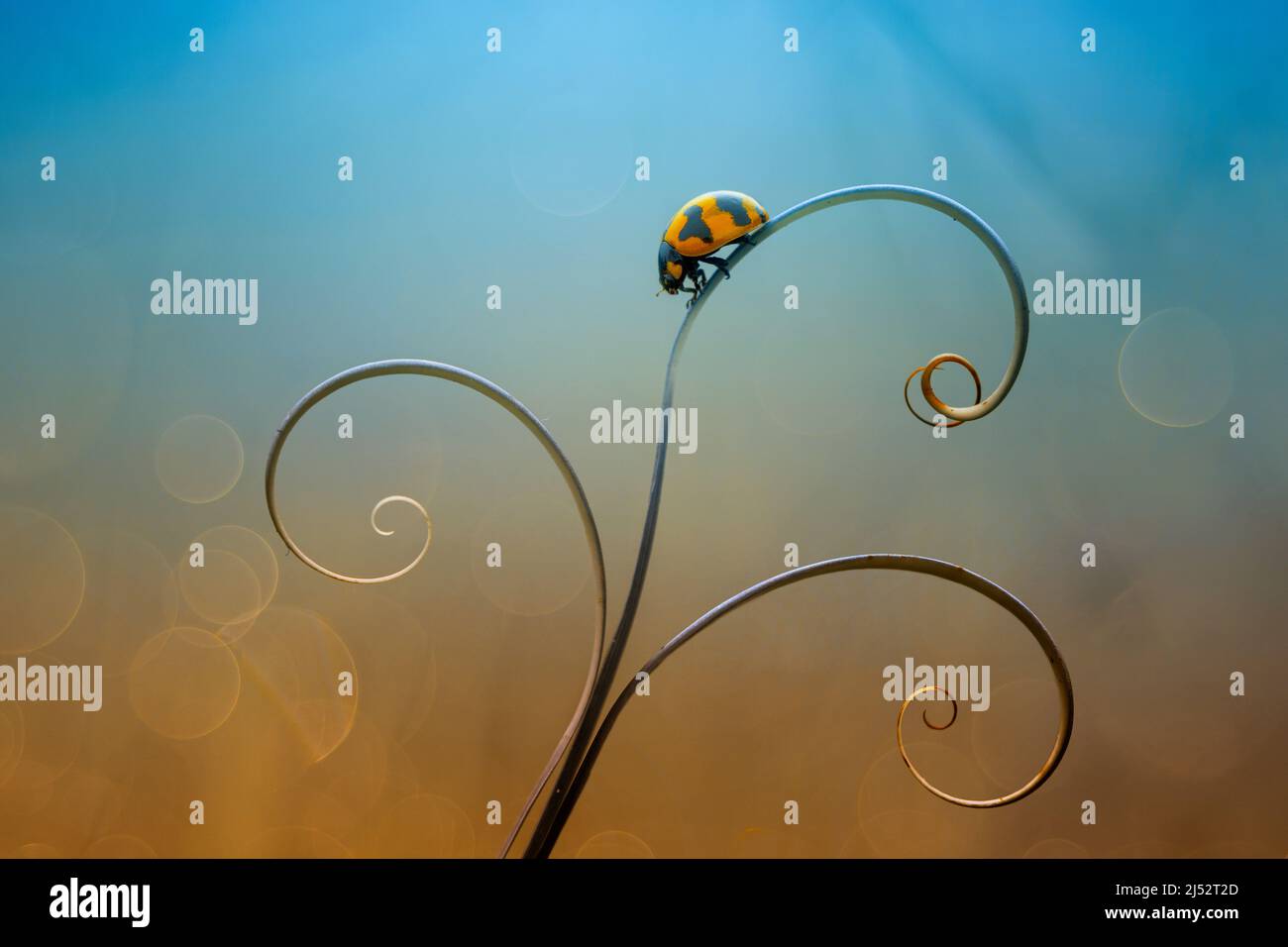 Ladybug on a spiral stem, Indonesia Stock Photo - Alamy