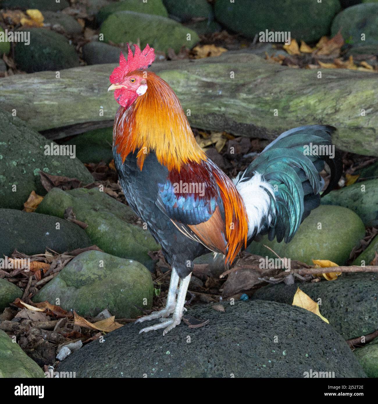 Rooster on rock hi-res stock photography and images - Alamy