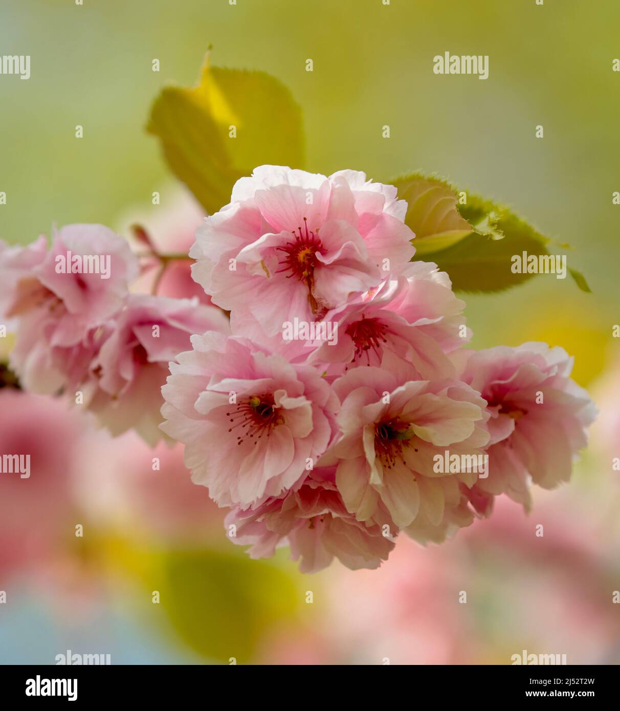 Pink Cherry blossom Stock Photo - Alamy