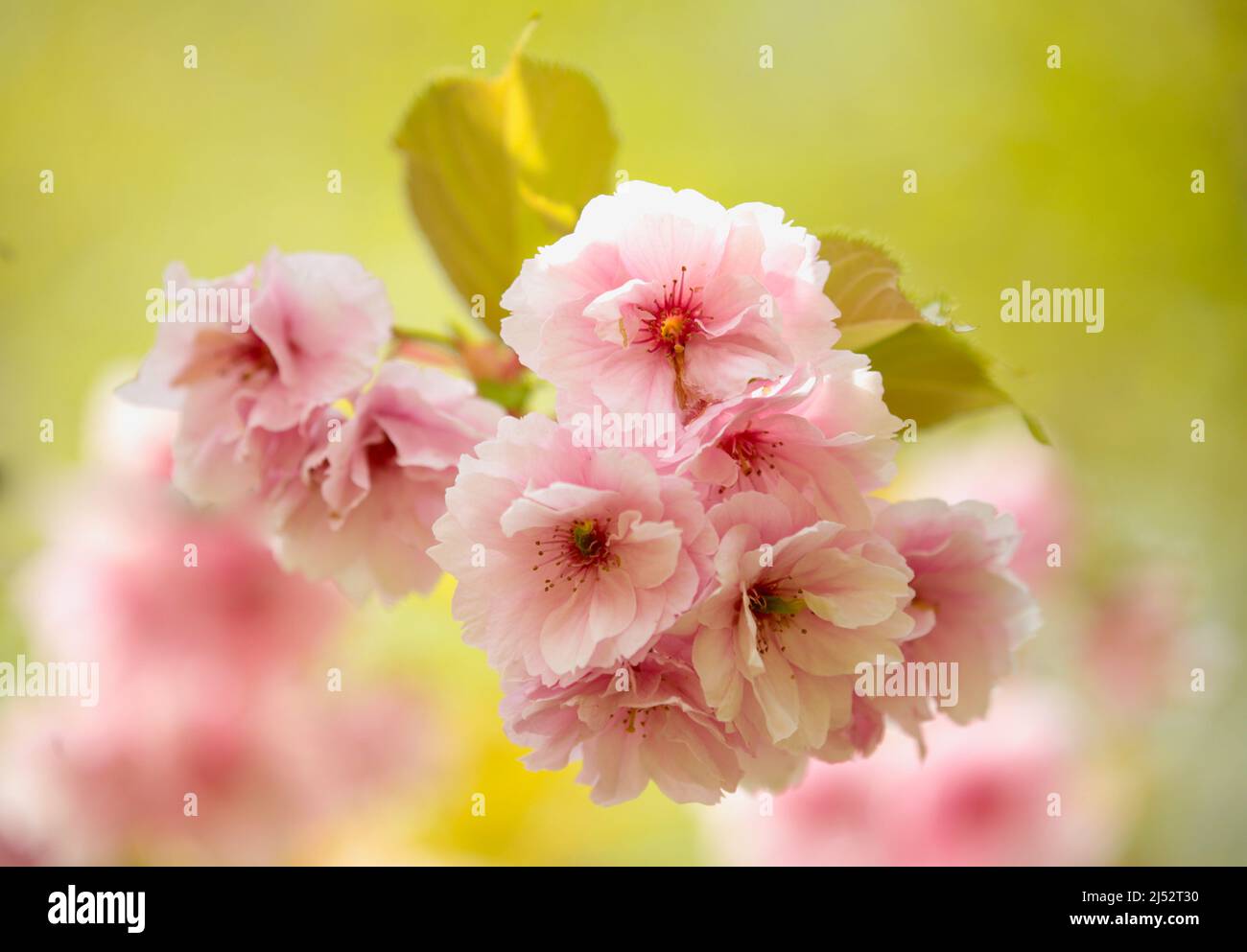 Pink Cherry blossom Stock Photo - Alamy