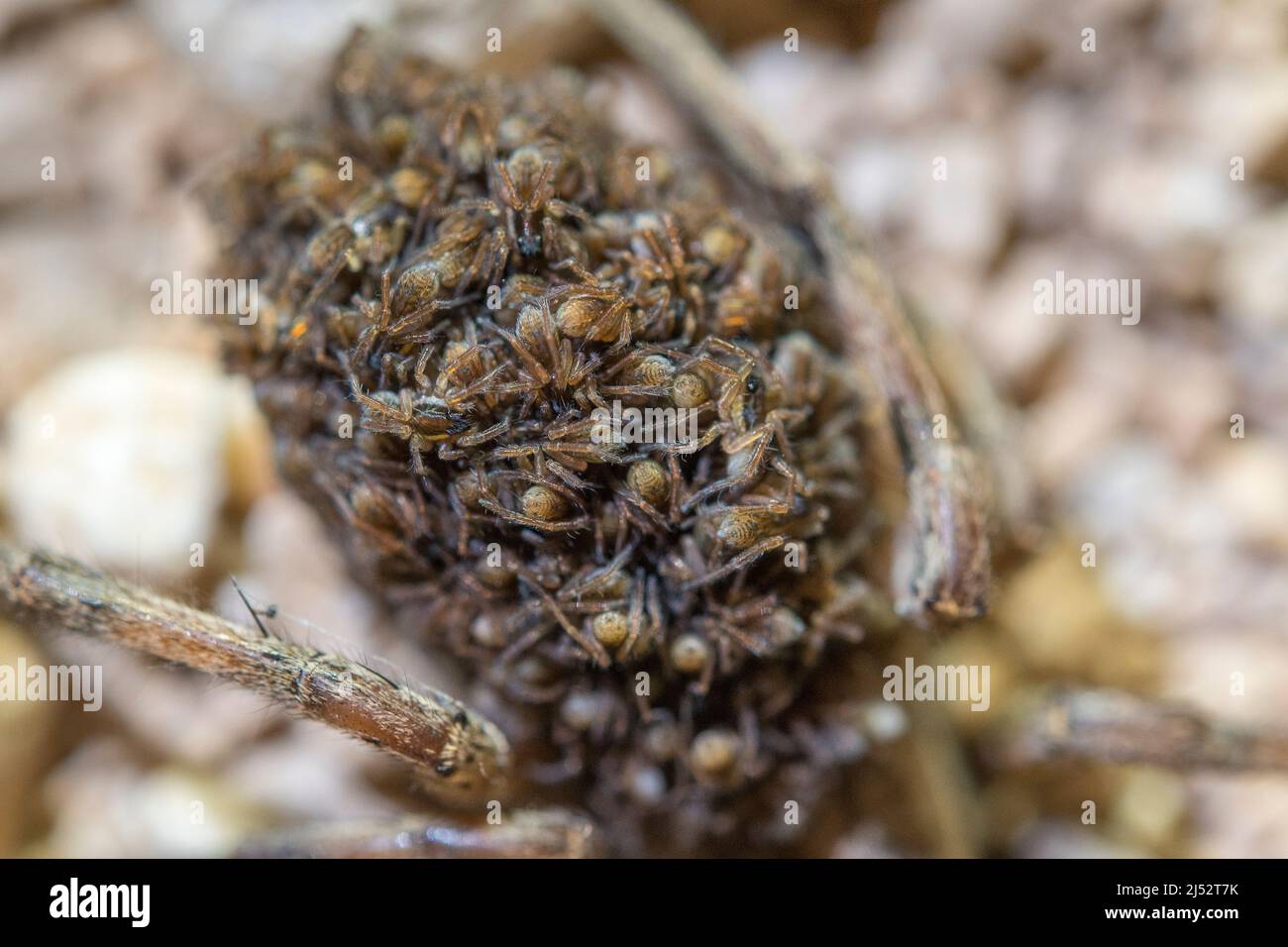European Wolf Spider, False Tarantula or Radiated Wolf Spider (Hogna ...