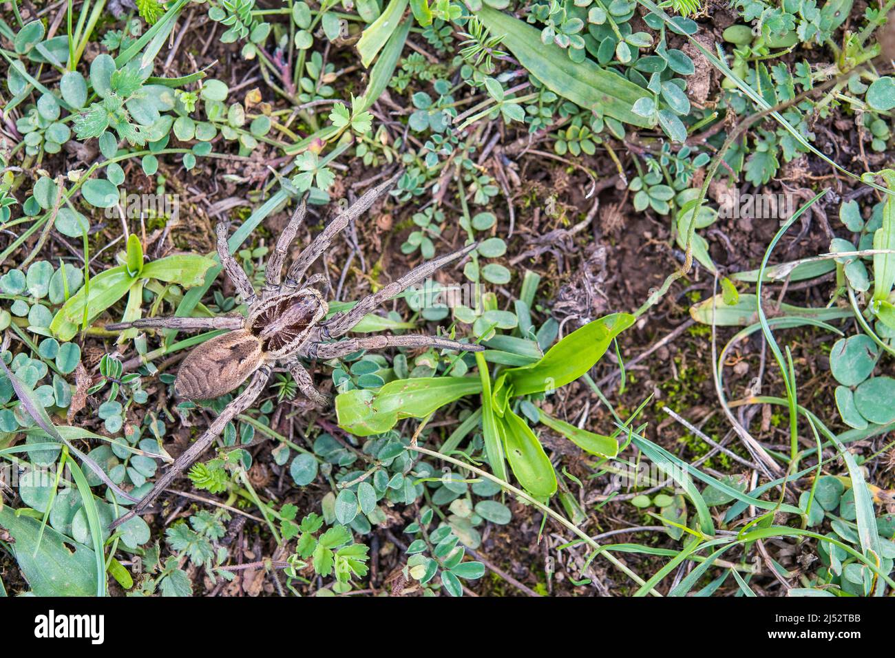 European Wolf Spider, False Tarantula or Radiated Wolf Spider (Hogna ...
