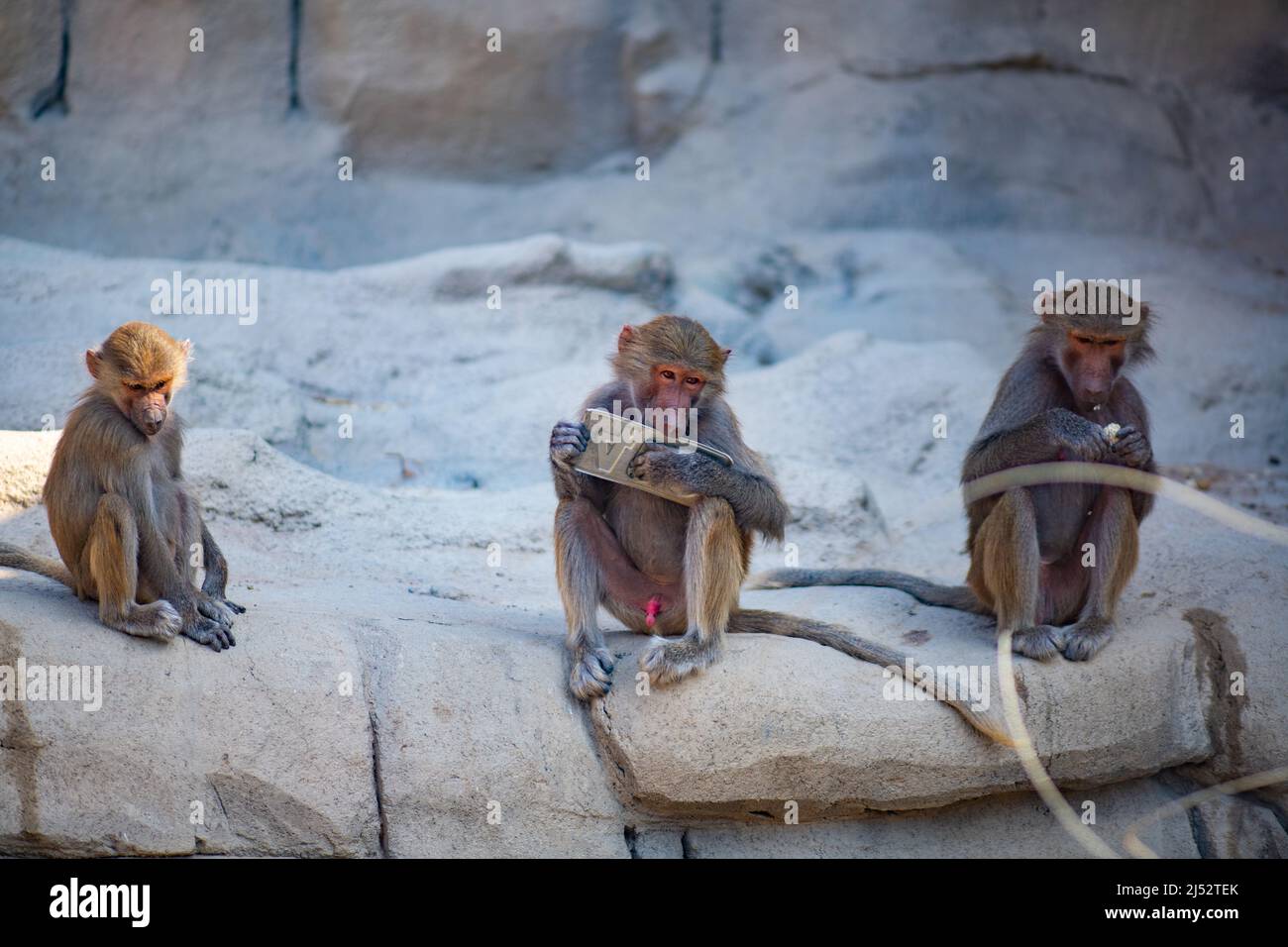 many little monkeys walk around the zoo Stock Photo - Alamy