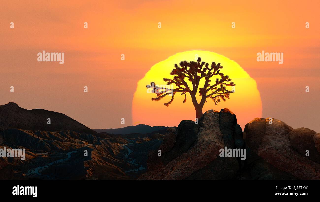 Silhouette of joshua tree hi-res stock photography and images - Alamy