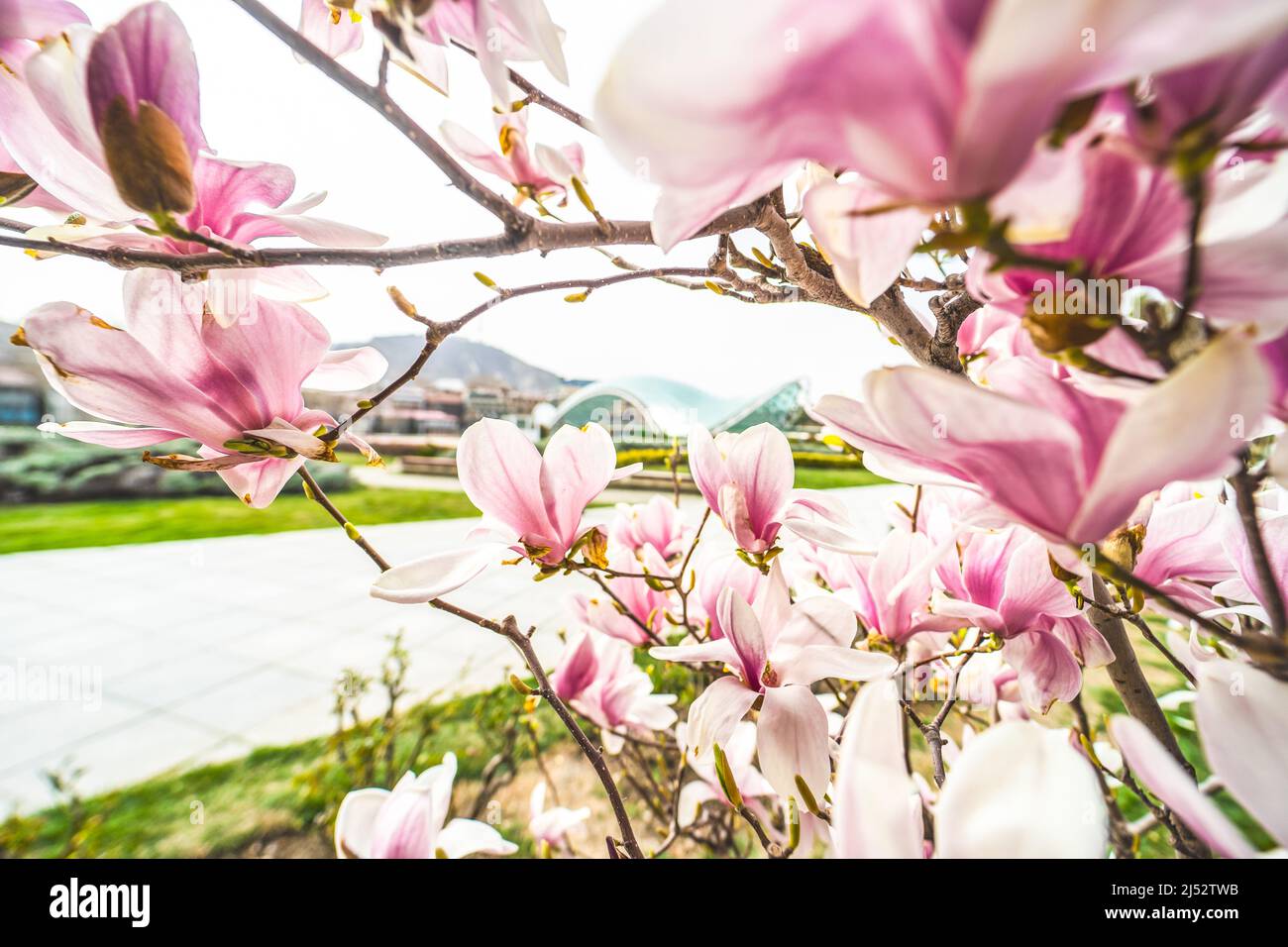 Magnolia flower georgia hi-res stock photography and images - Alamy