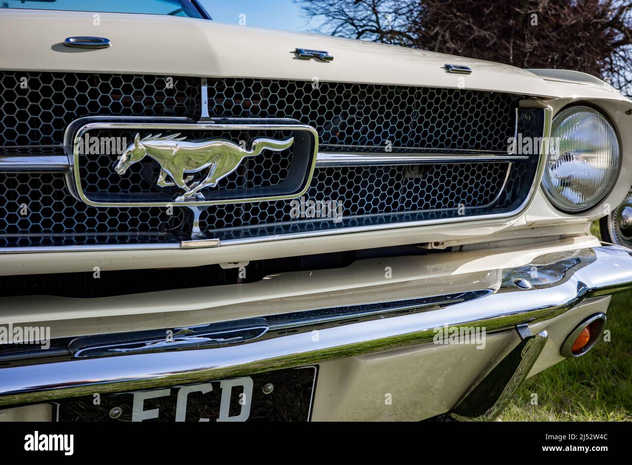 Close up of the front of a classic Ford Mustang muscle car on display ...