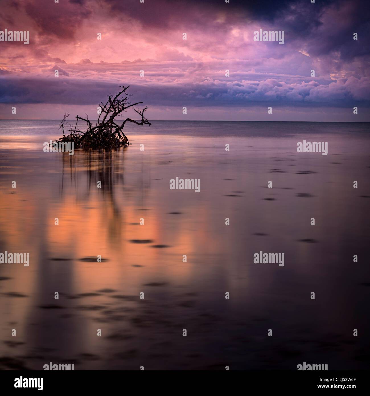 Dead mangrove tree, Florida Keys, USA Stock Photo - Alamy