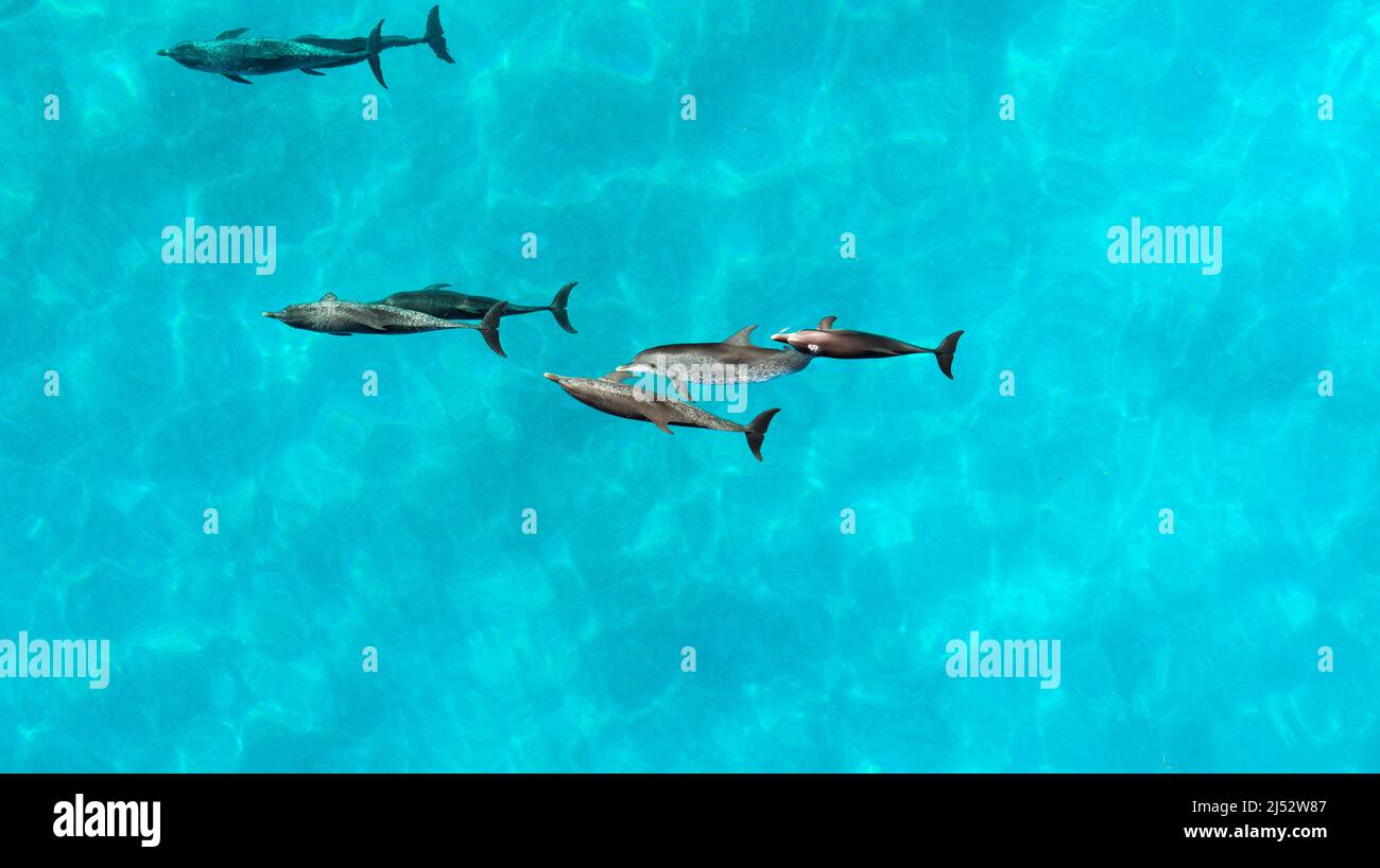Aerial view of a pod of Atlantic Spotted Dolphins swimming in Western ...