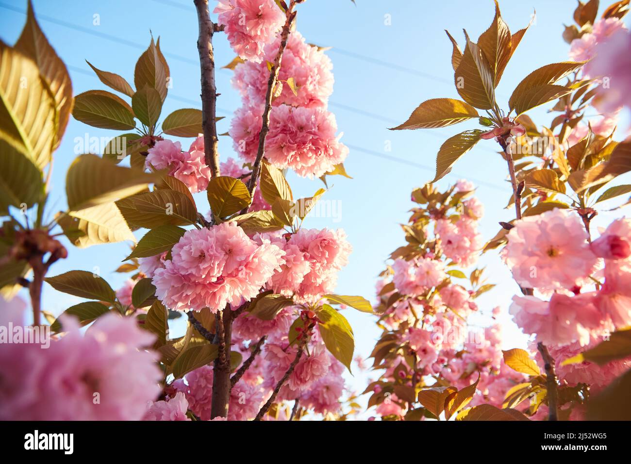 Beautiful Japanese cherry blossom with deep pink flower buds and young ...
