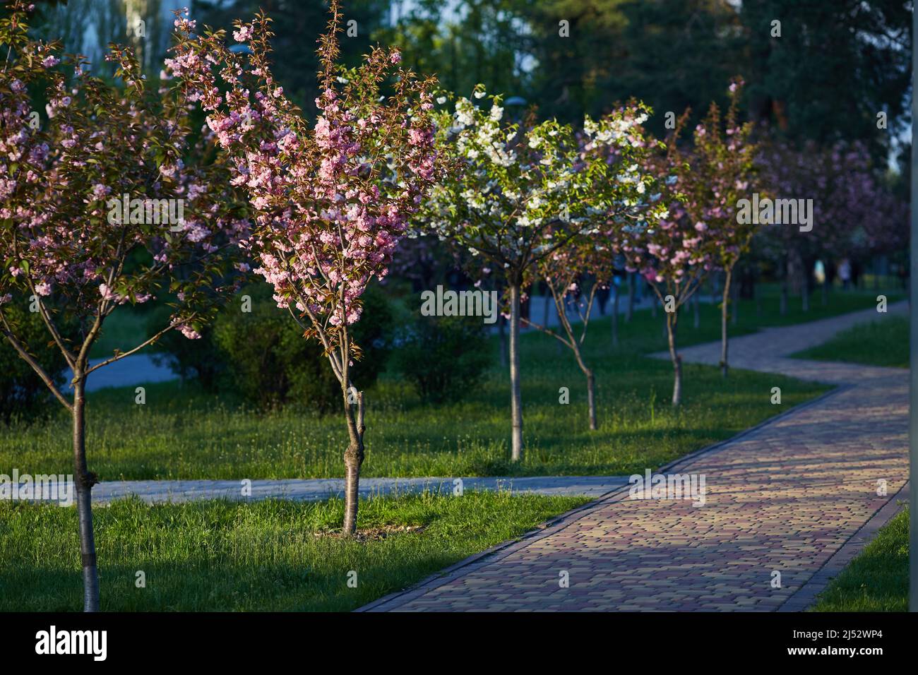 image of a park with an alley of pink flowering sakura trees. spring ...