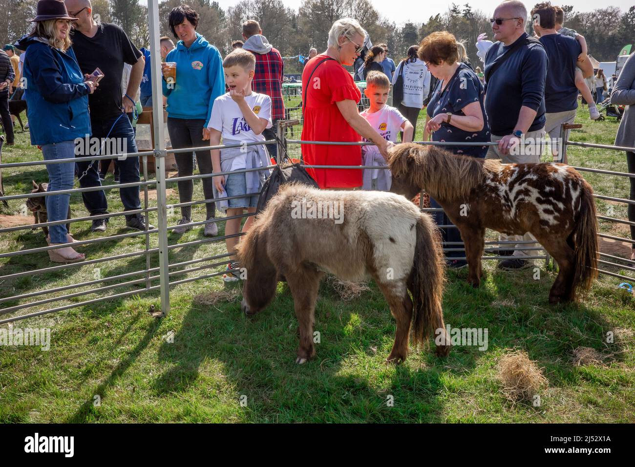 Shetland ponies in the petting zoo at the Henham Easter Country Show ...
