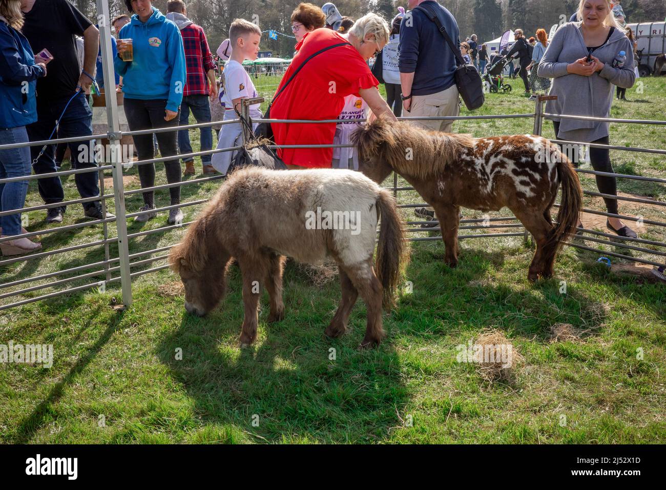 Shetland ponies in the petting zoo at the Henham Easter Country Show ...