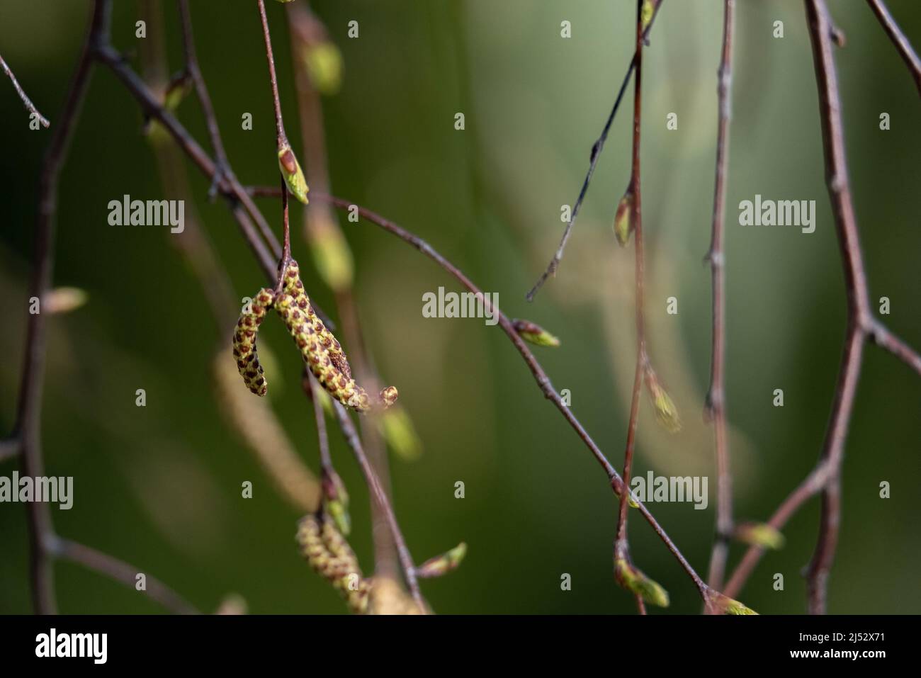 Birch flowers on a blurred background. Birch dusting and the causes of ...