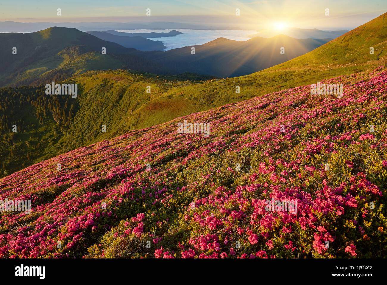 Rhododendron flowers covered mountains meadow in summer time. Orange ...