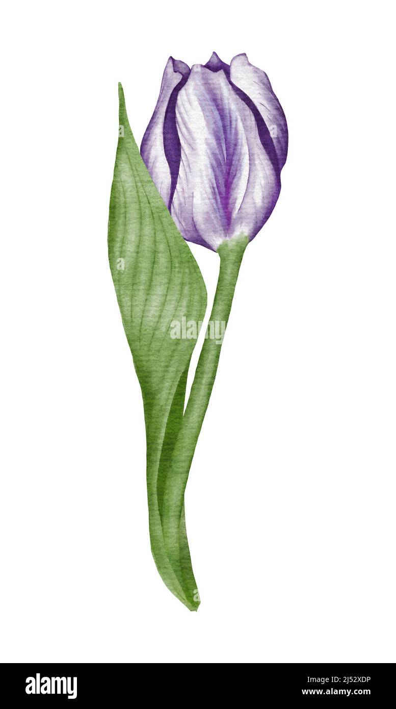 Watercolor violet tulip flowet illustration Stock Photo - Alamy