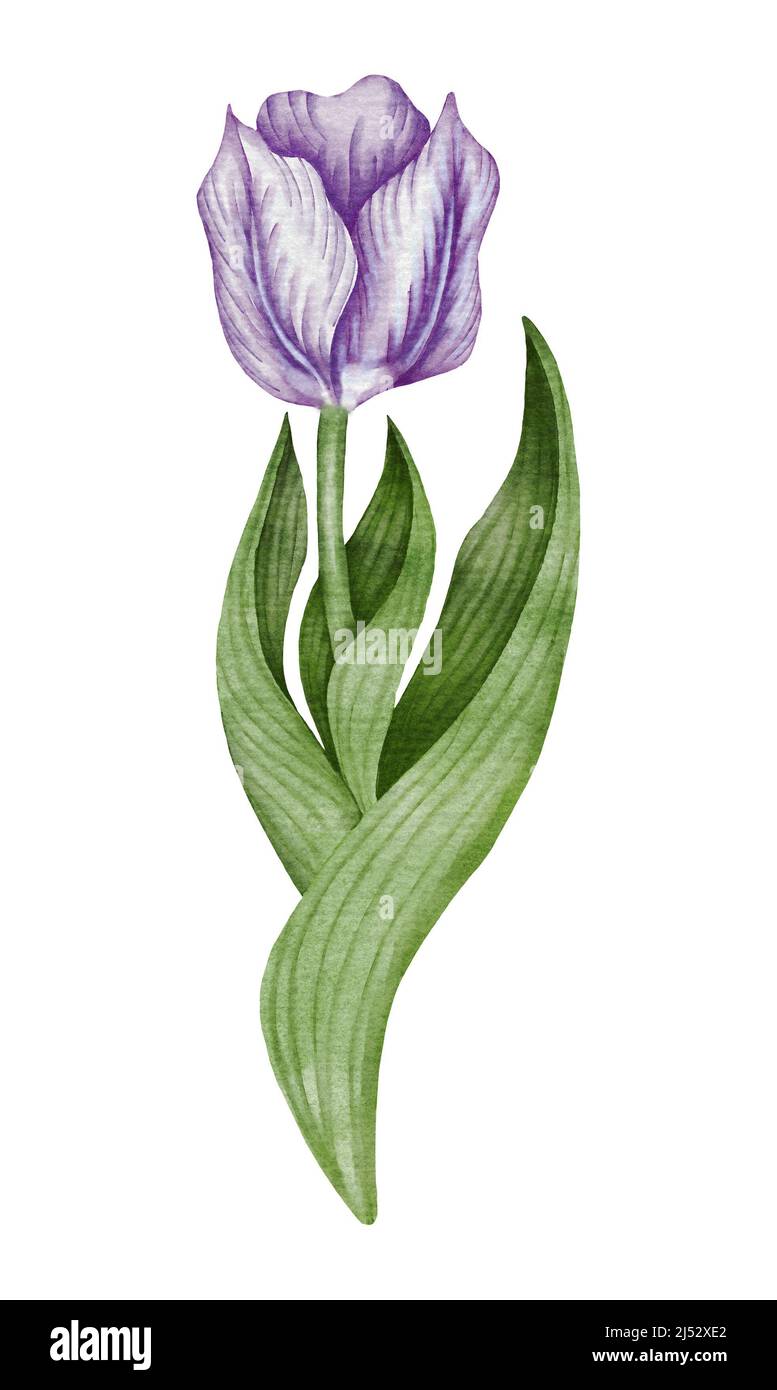 Watercolor violet tulip flowet illustration Stock Photo - Alamy