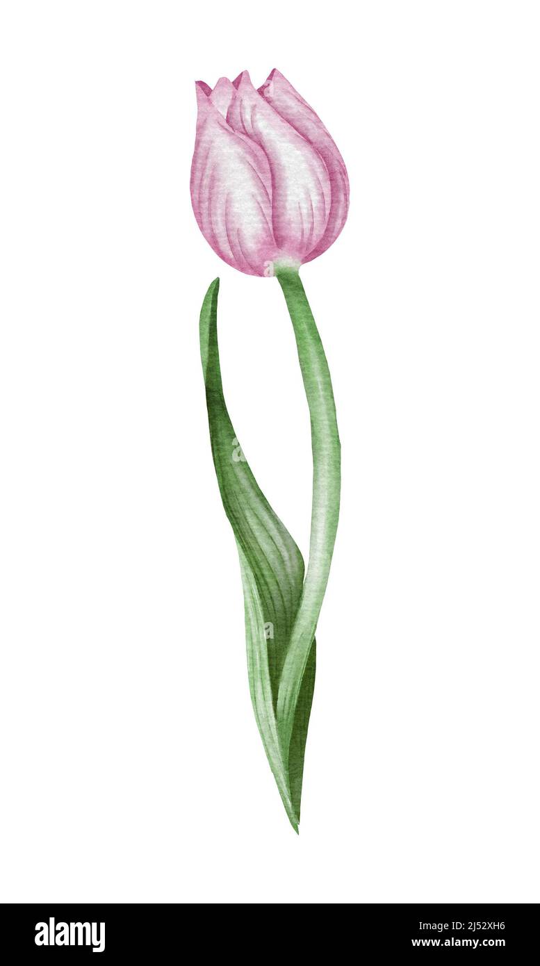 Flowet hi-res stock photography and images - Alamy