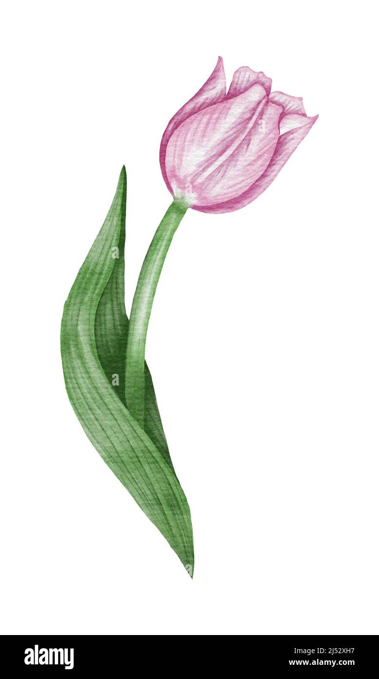 Single Pink Tulip Drawing