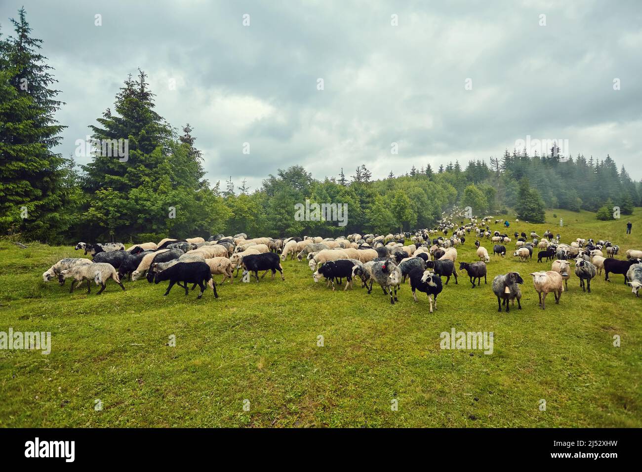 Panorama of landscape with herd of sheep graze on green pasture in the mountains. Young white ...
