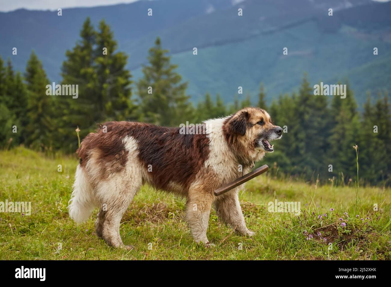 Large white romanian shepherd dog hi-res stock photography and images ...