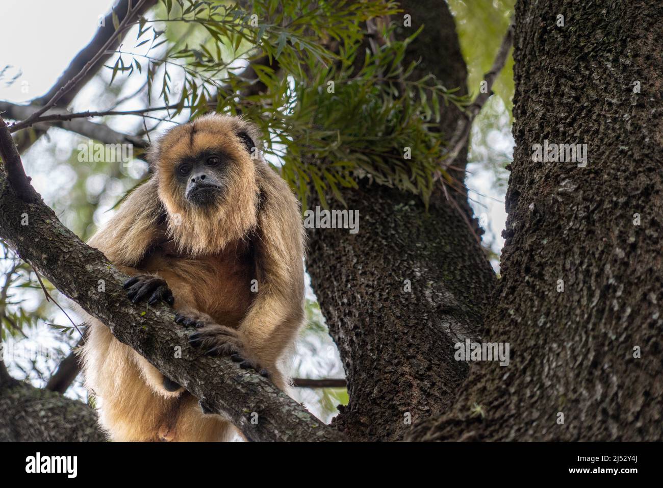 Carayá monkeys natural state, South American species, the male is black ...
