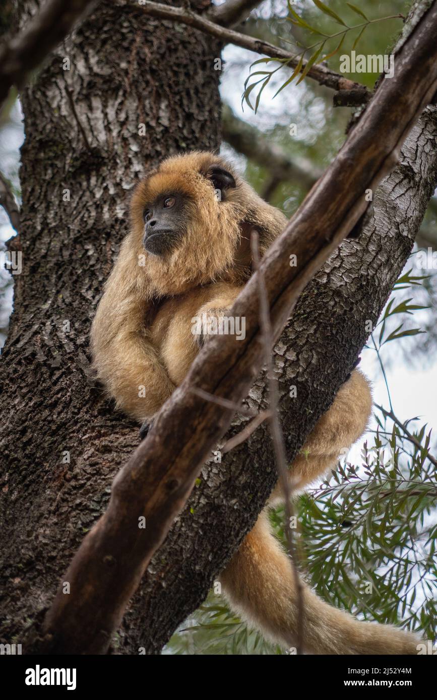 Carayá monkeys natural state, South American species, the male is black ...