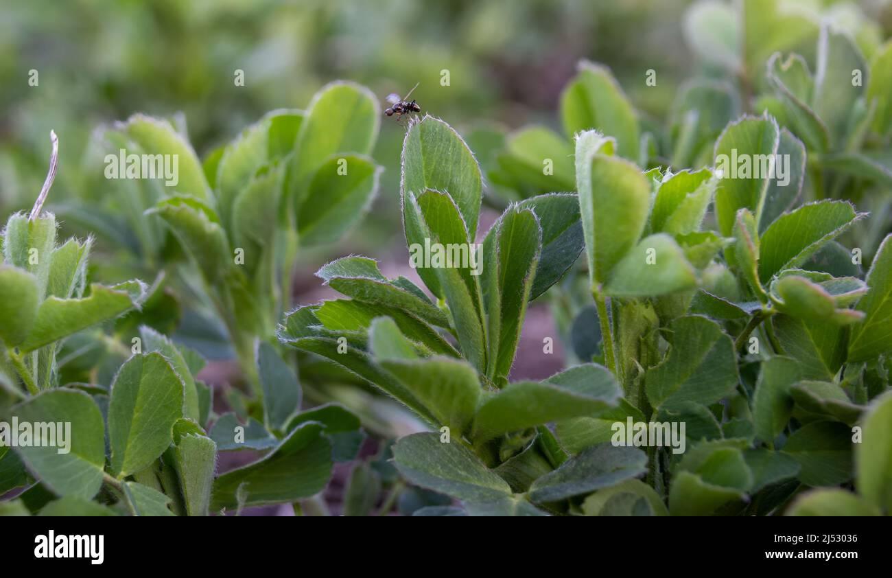 Alfalfa leaves and an insect in motion taking off from a leaf Stock ...