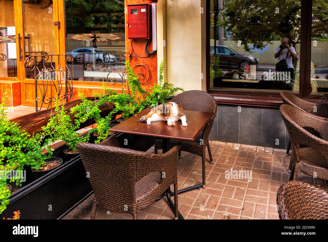 Modern feline hi-res stock photography and images - Alamy